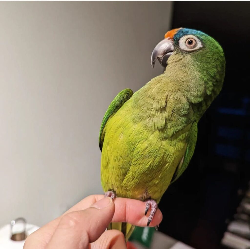 Half Moon Conure | Half moon conure for sale | Half moon conures